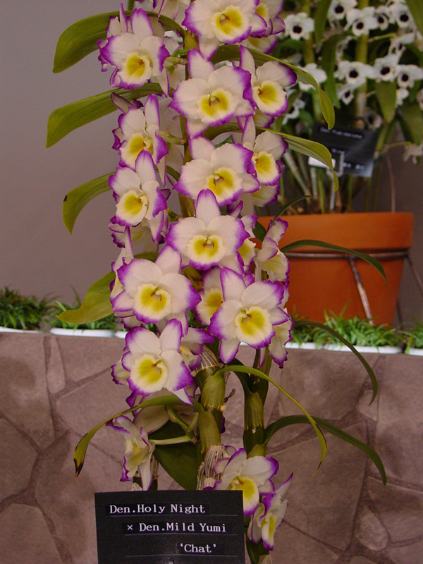 Dendrobiums – Peel Region Orchid Society